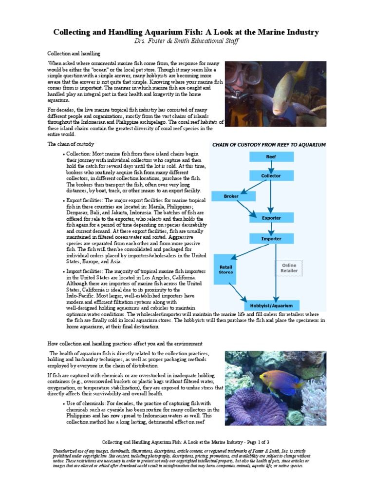 Collecting and Handling Aquarium Fish A Look at The Marine Industry ...