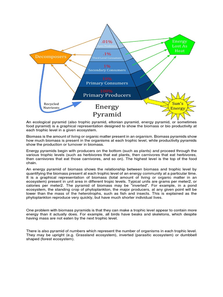 An Ecological Pyramid | PDF