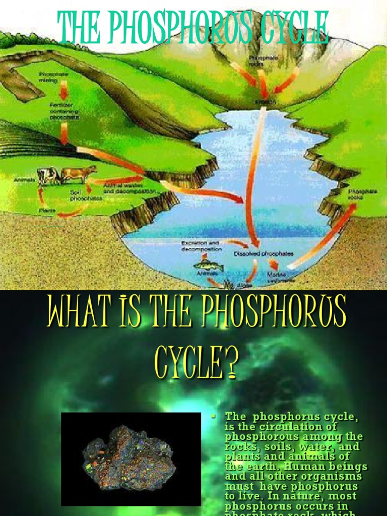 Phosphorus Cycle | PDF | Eutrophication | Phosphate
