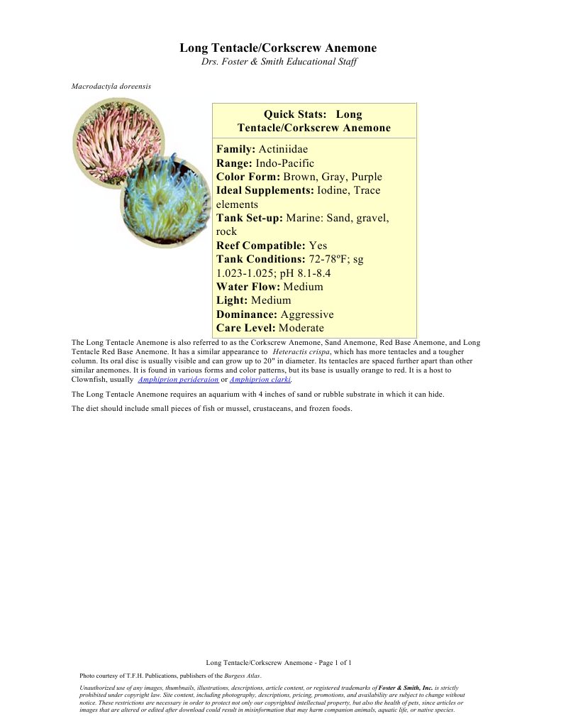 Long Tentacle Corkscrew Anemone | PDF | Nature