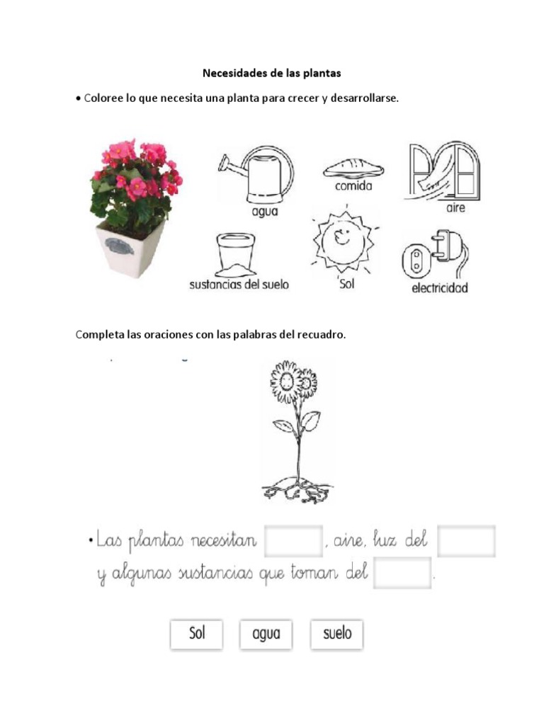 Necesidades de Las Plantas