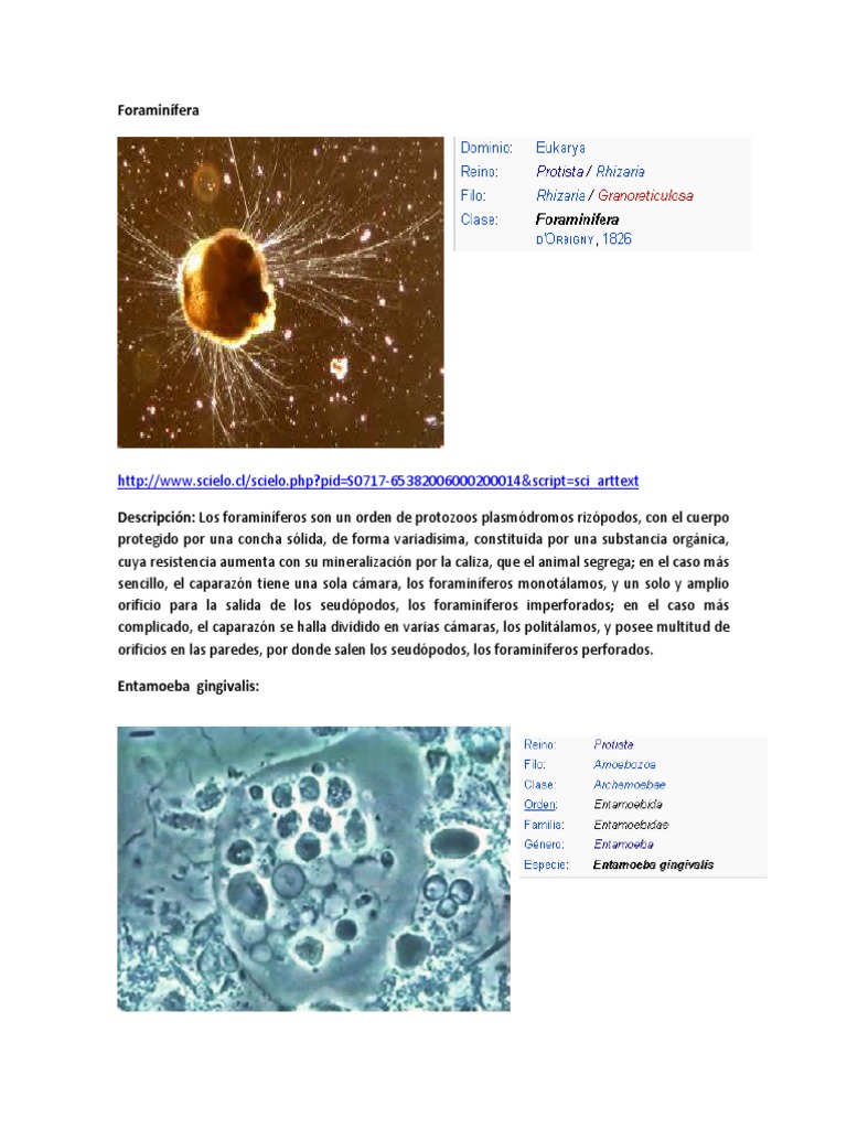 Catalogo de Sarcodinos | PDF | Biología | Organismos