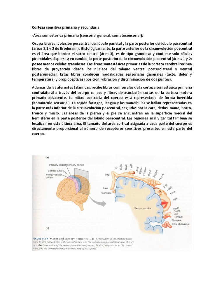 Corteza Sensitiva Primaria y Secundaria | PDF | Corteza cerebral | Tálamo