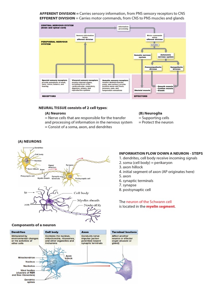Histology of The CNS | PDF | Neuron | Central Nervous System