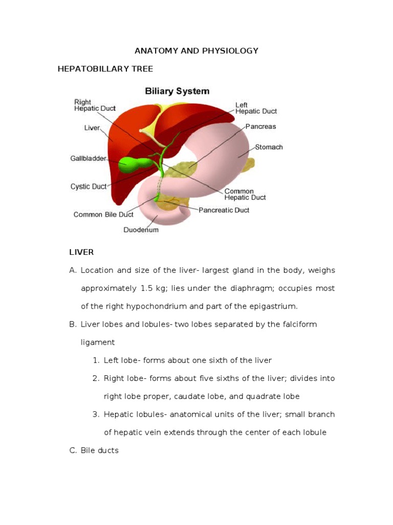 Anatomy and Physiology | PDF | Gallbladder | Liver