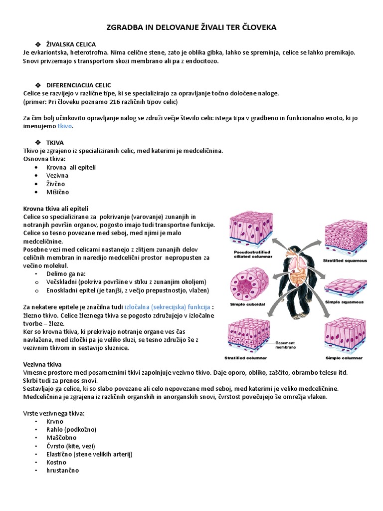 Zgradba in Delovanje Živali Ter Človeka | PDF