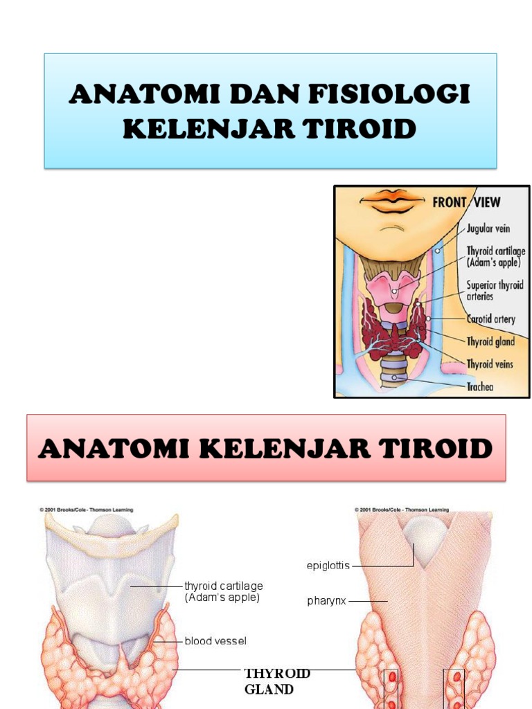 Anatomi Dan Fisiologi Kelenjar Tiroid | PDF
