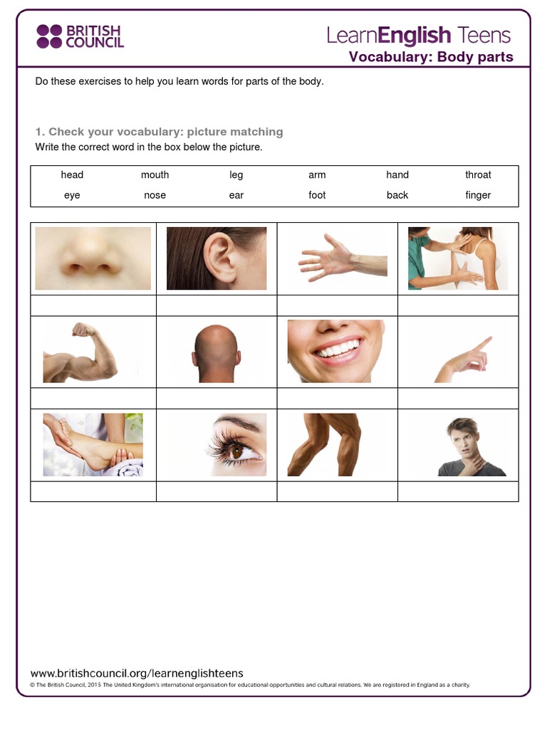 Body Parts Vocabulary Exercises | PDF
