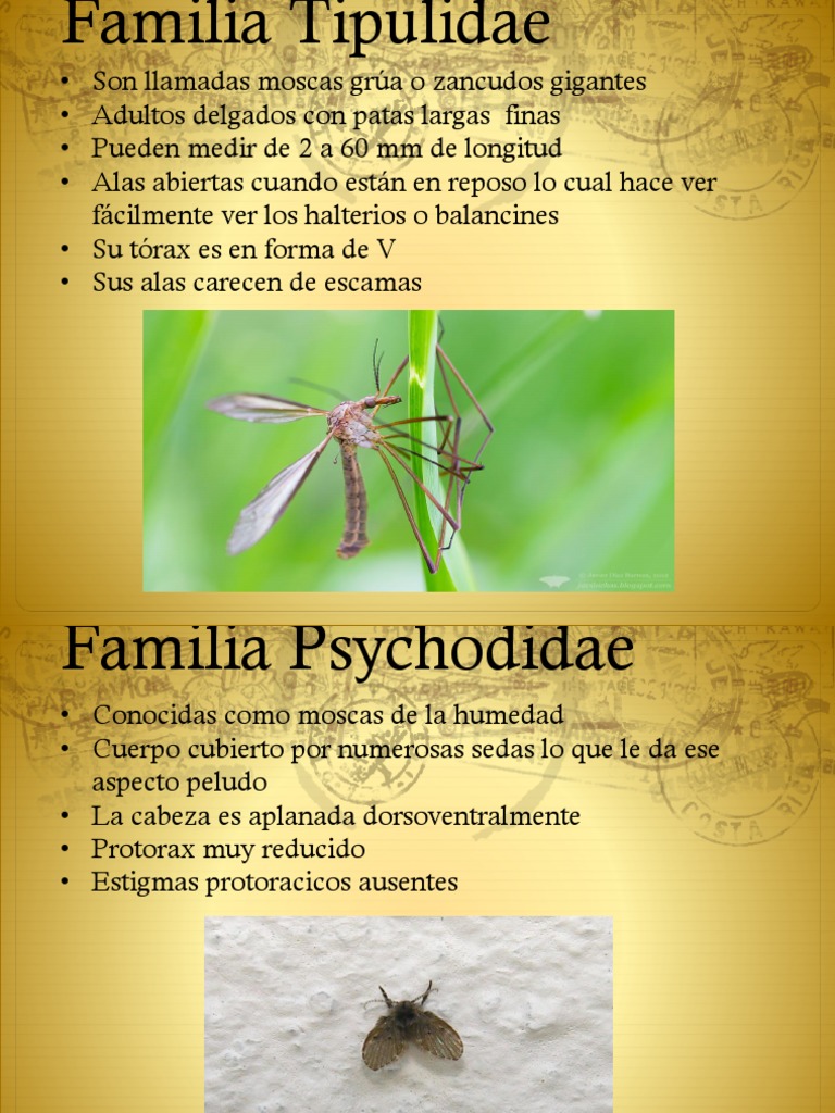 Diptera Taxonomia | PDF | Mosca | Insectos