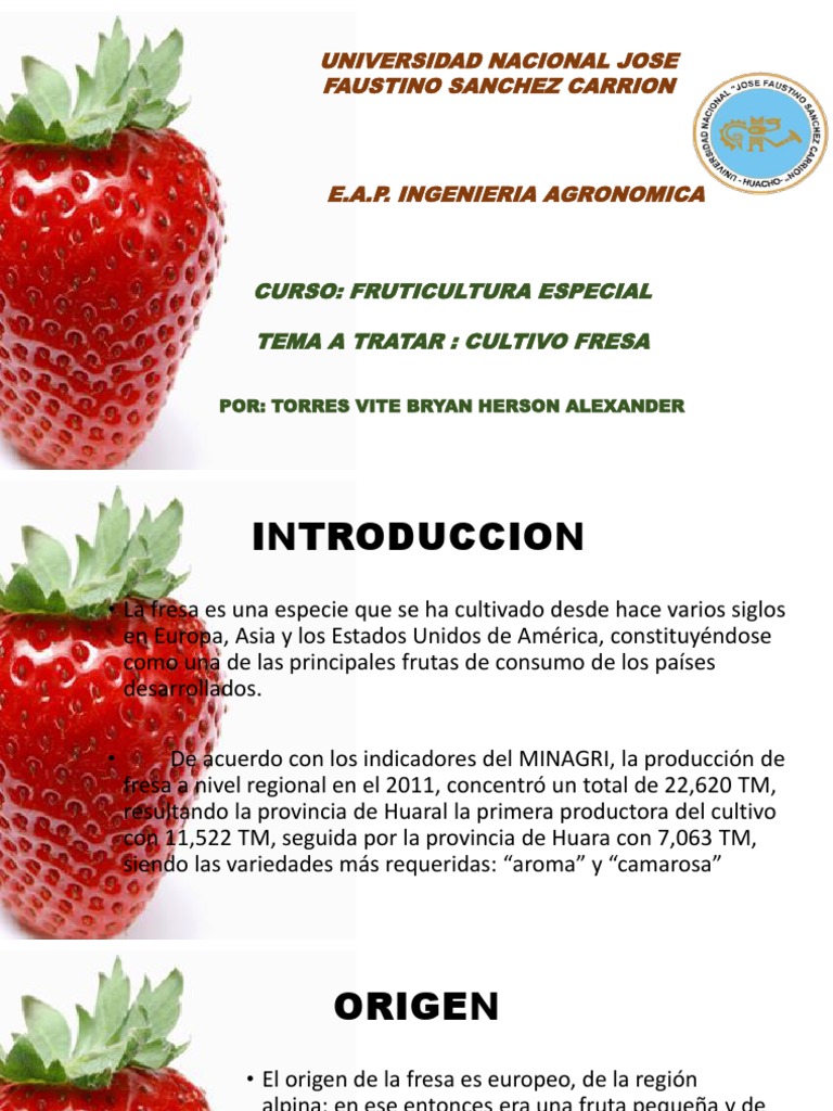 Origen y Cultivo de la Fresa | PDF | fresa | Fruta
