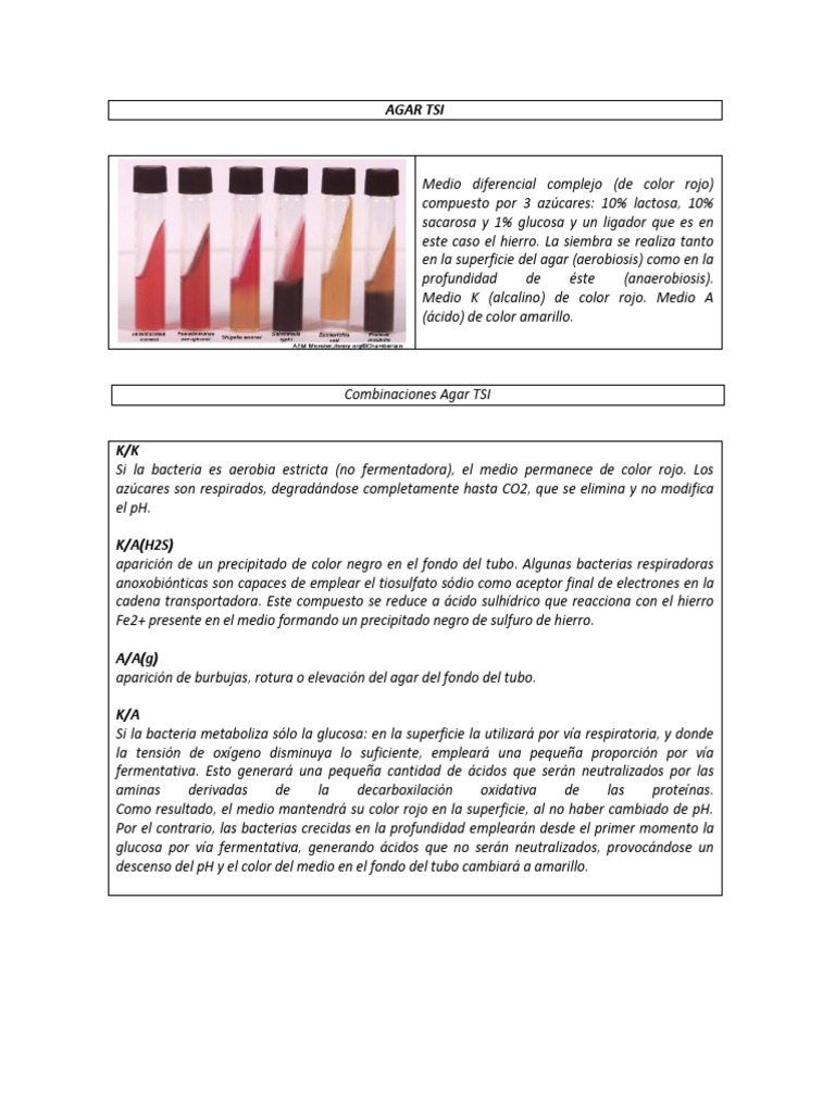 Agar Tsi | PDF | Metabolismo | Fermentación