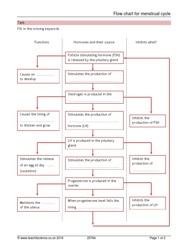 Menstrual Cycle Hormones Flow Chart