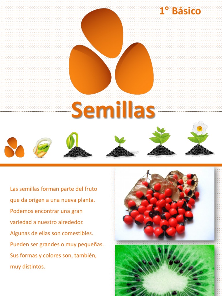 1° Básico: Semillas