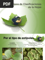Clasificación de Las Hojas Por Su Forma | PDF