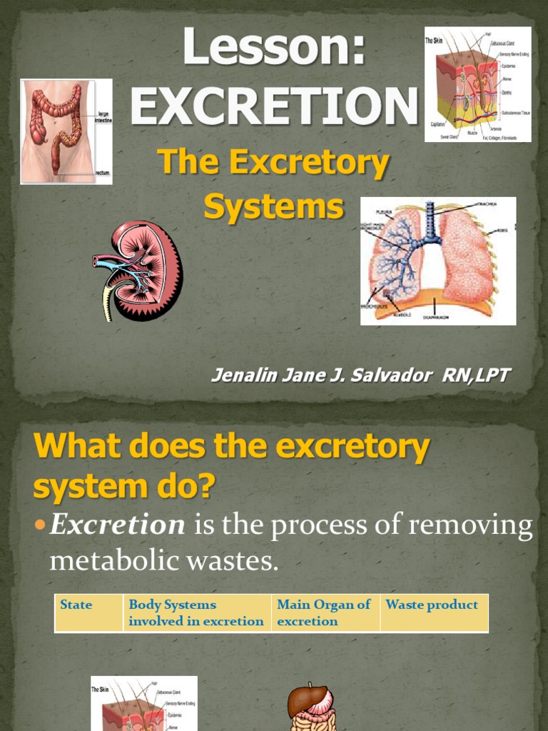 Excretion | PDF | Urinary System | Kidney