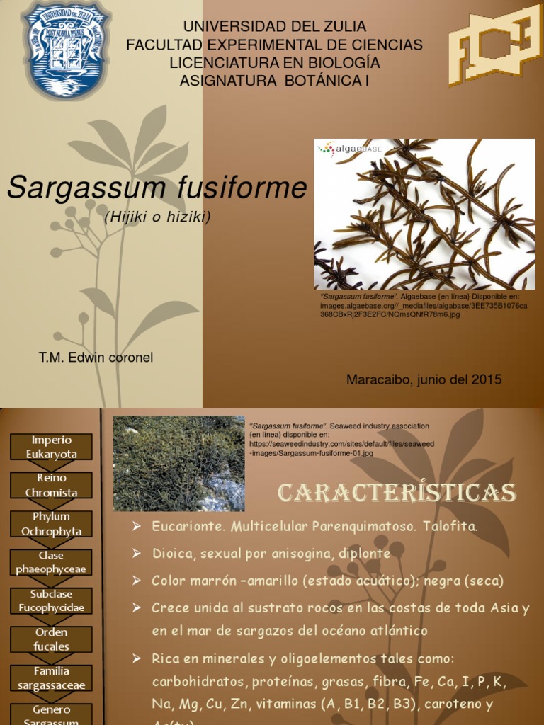 Sargassum Fusiforme | PDF | Organismos | Biología