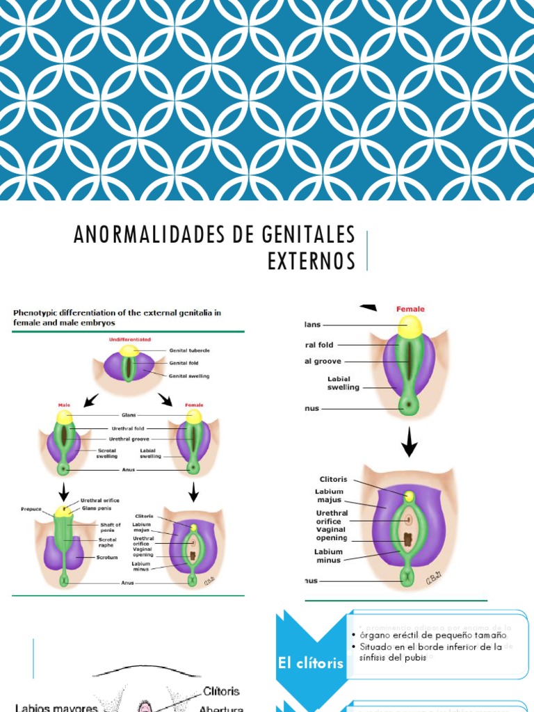 Genitales Externos Ginecologia | PDF | Labios | Vagina