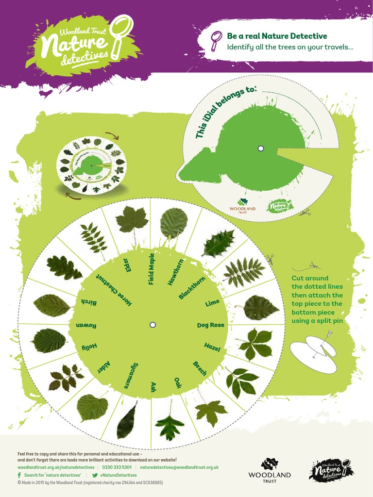 Leaf Idial | PDF | Trees | Plant Life Form