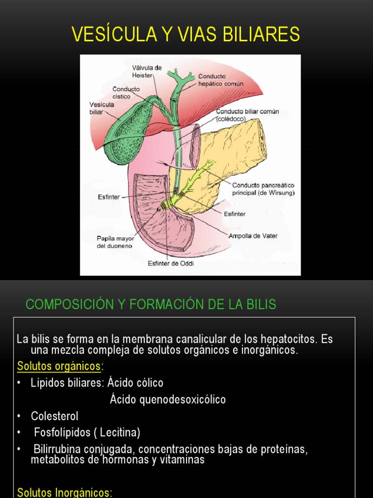 Vias Biliares | Vesícula biliar | Gastroenterología