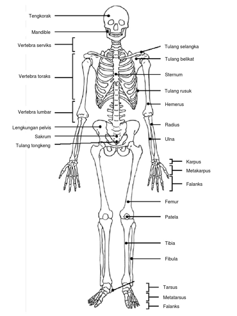 Minggu 3 Gambar - Sistem Rangka Manusia | PDF
