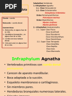 Las Uniones GAP | PDF | Músculo | Contracción muscular