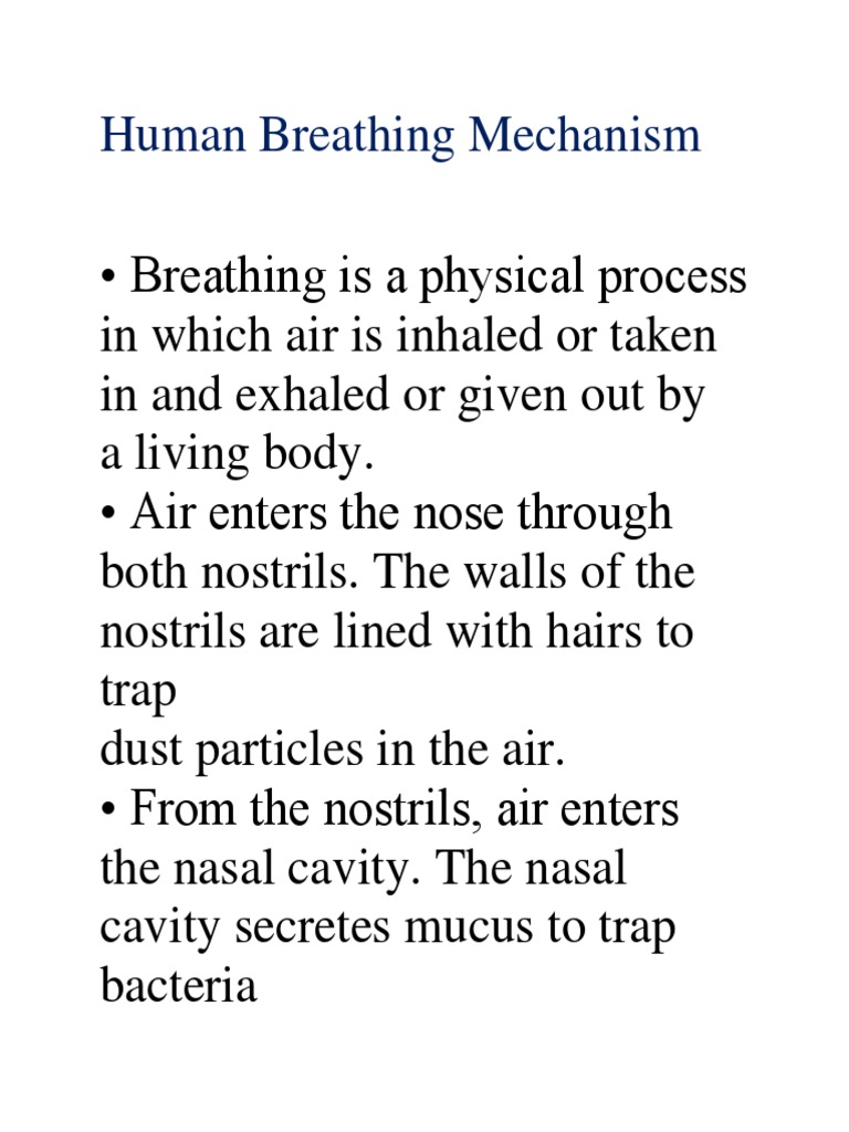 Human Breathing Mechanism | PDF