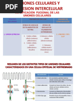 Funcion de Las Uniones GAP en La Union Interceluar | PDF | Biología ...