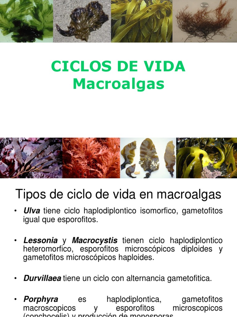 Ciclos de Vida Macro Algas Clase 2 | Espora | Técnicas hortícolas | Prueba gratuita de 30 días ...
