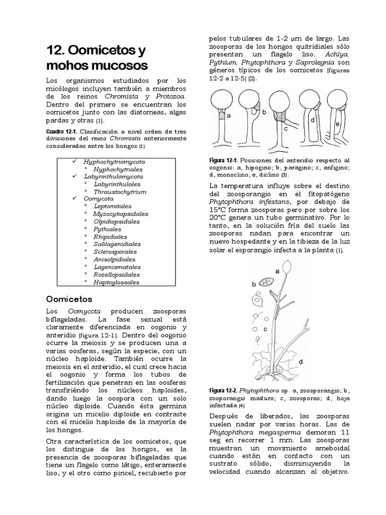 Características de los Oomicetos | PDF | Hongo | Botánica