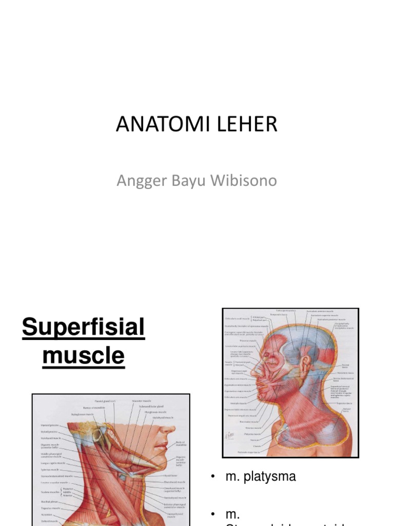 Anatomi Leher | PDF