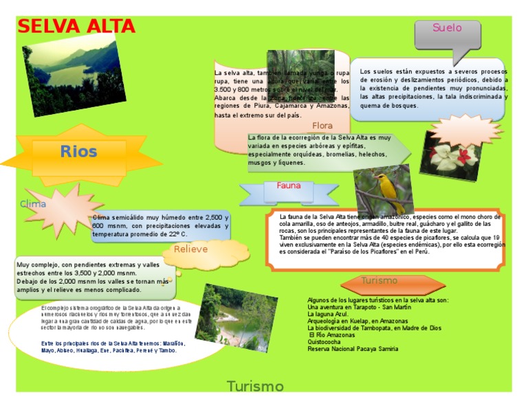 Selva Alta | PDF | Selva | Ciencias de la Tierra