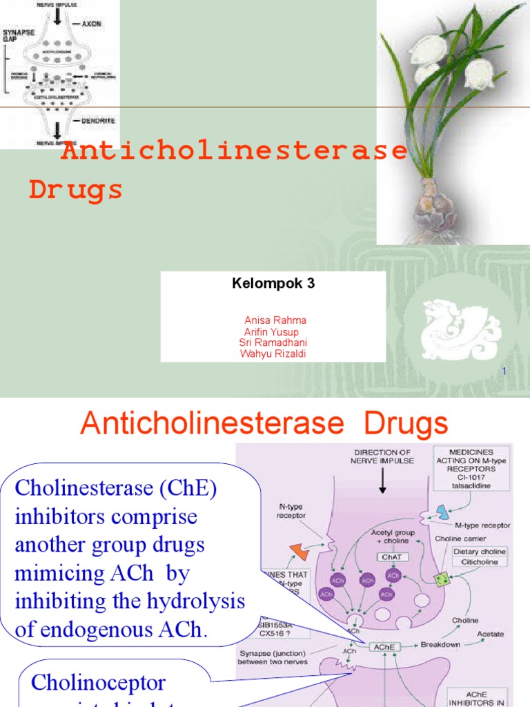 Anticholinesterase Drugs: Kelompok 3 | PDF | Acetylcholine | Enzyme ...