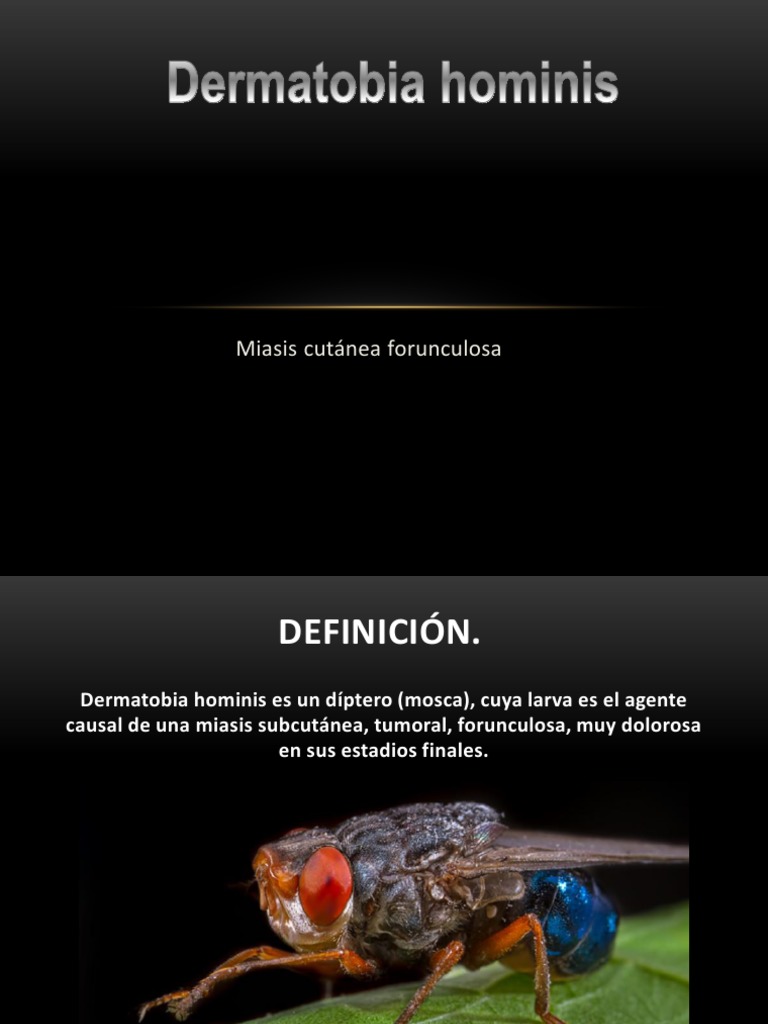 Dermatobia Hominis | Mosca | Insectos