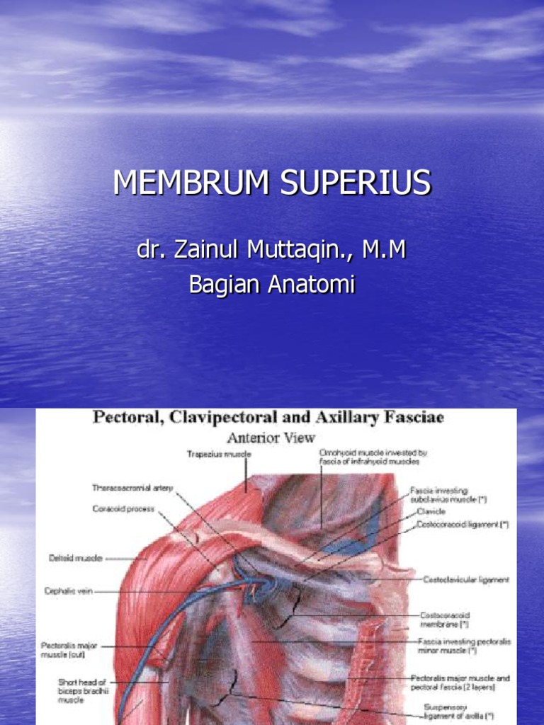 Membrum Superius | PDF