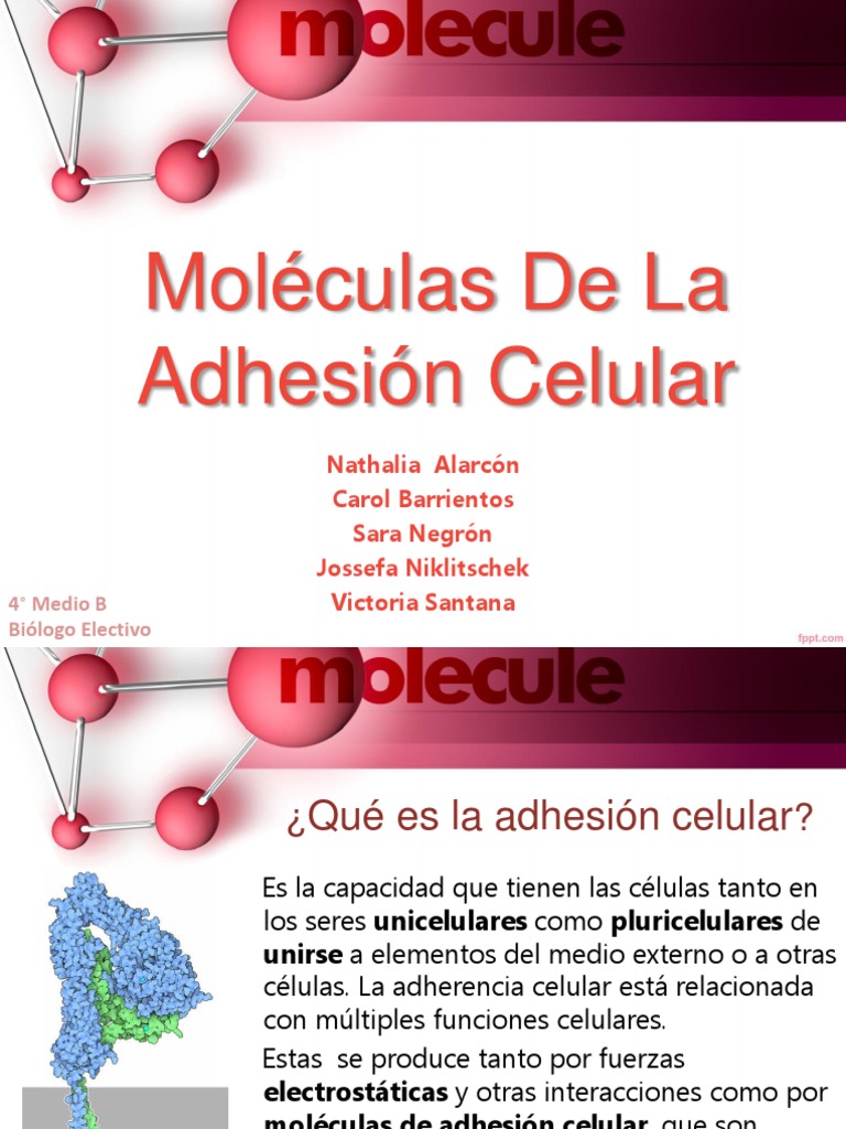 Moléculas de La Adhesión Celular | Integrina | Receptor (Bioquímica)