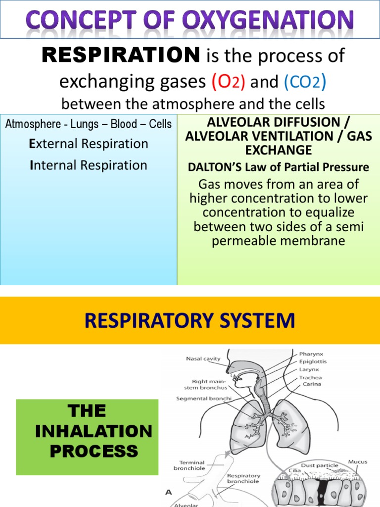 Respiratory Anatomy & Physiology | Respiratory System | Lung | Free 30 ...