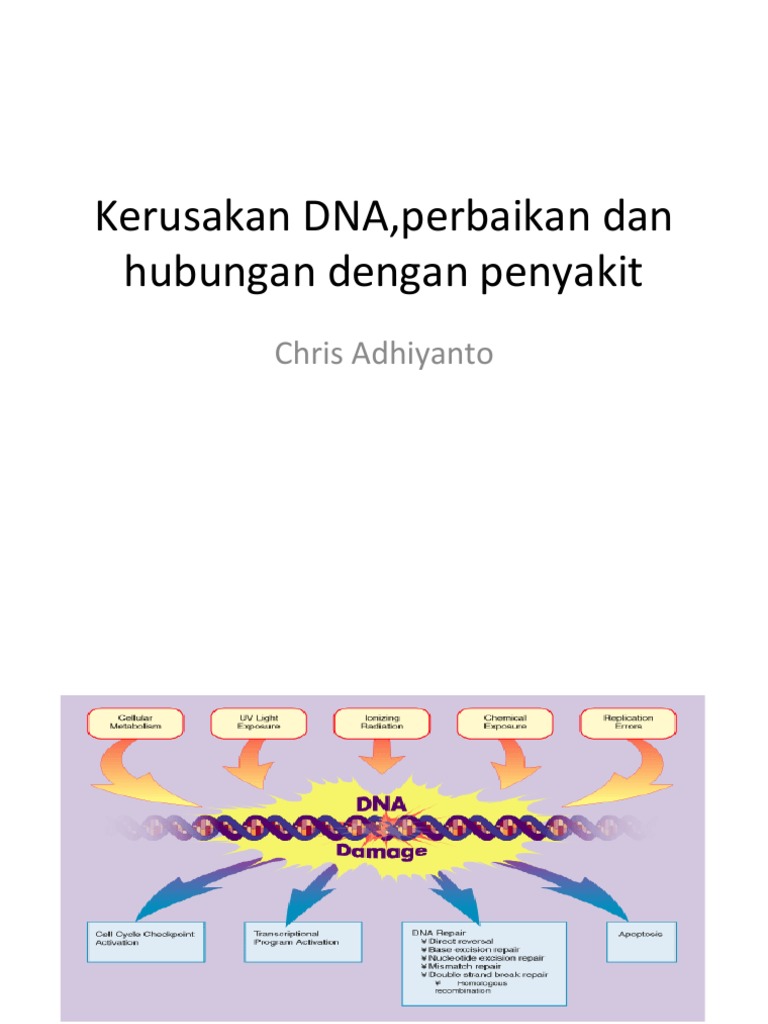 DNA dan Penyakit: Kerusakan & Perbaikan | PDF