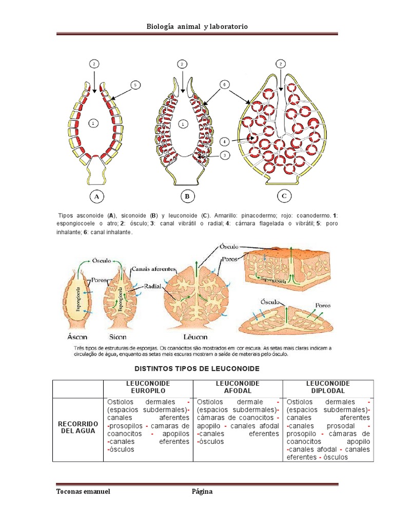 Tipos de Esponjas: Asconoides, Siconoides y Leuconoides | PDF