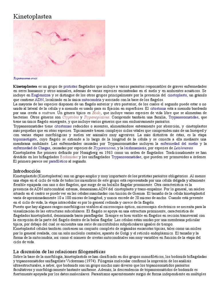 Kinetoplastea y Coanoflagellida | PDF | Organismos | Biología