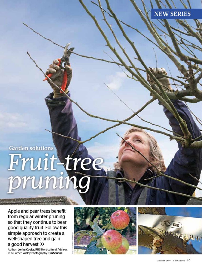 Simple Winter Pruning Techniques For Apple And Pear Trees To Encourage