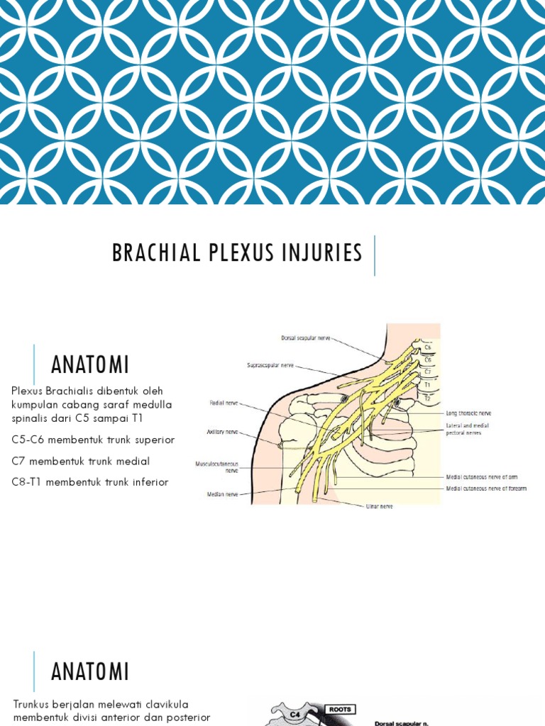 Brachial Plexus Injuries: An Overview of Anatomy, Mechanisms of Injury ...