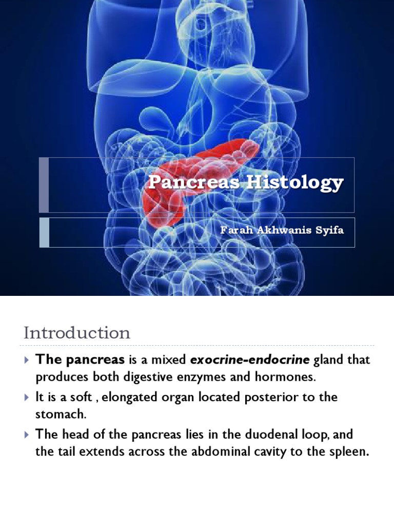 An Overview of Pancreas Histology: Exploring the Exocrine and Endocrine ...