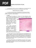 Capas de La Retina | PDF | Retina | Percepción visual