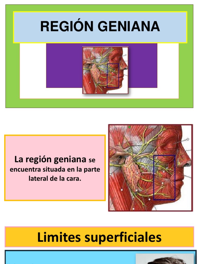 Region Geniana | PDF