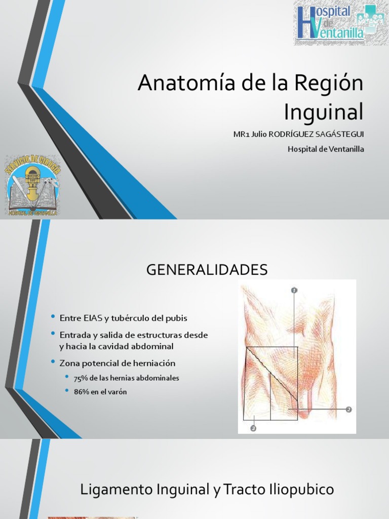 Anatomía de La Región Inguinal | Testículo | Abdomen