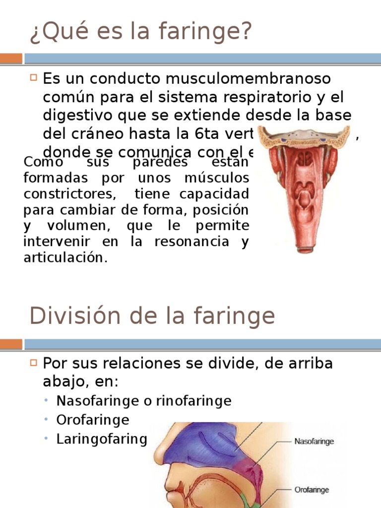 Estructura y funciones de la faringe | PDF | Anatomía humana | Cabeza y ...