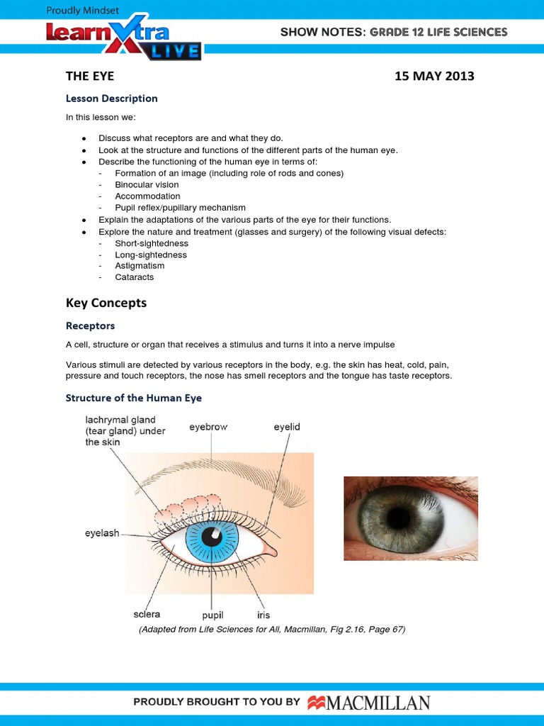 LXL Gr12LifeSciences 14 The Eye 15may | PDF | Human Eye | Retina