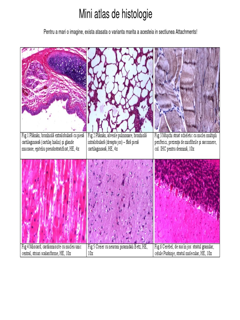 Histologie Atlas.pdf