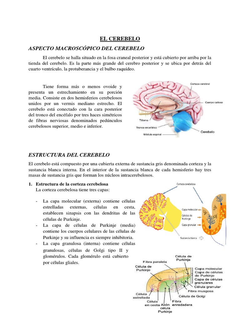 CEREBELO | PDF | Cerebelo | Anatomía