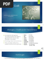 Morfología y Ciclo de Strongylus y Triodontophorus | PDF | Nematodo ...
